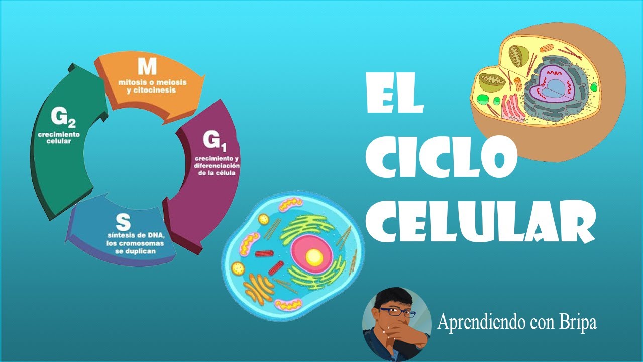 EL CICLO CELULAR: FASES Y MÁS INFO. - YouTube