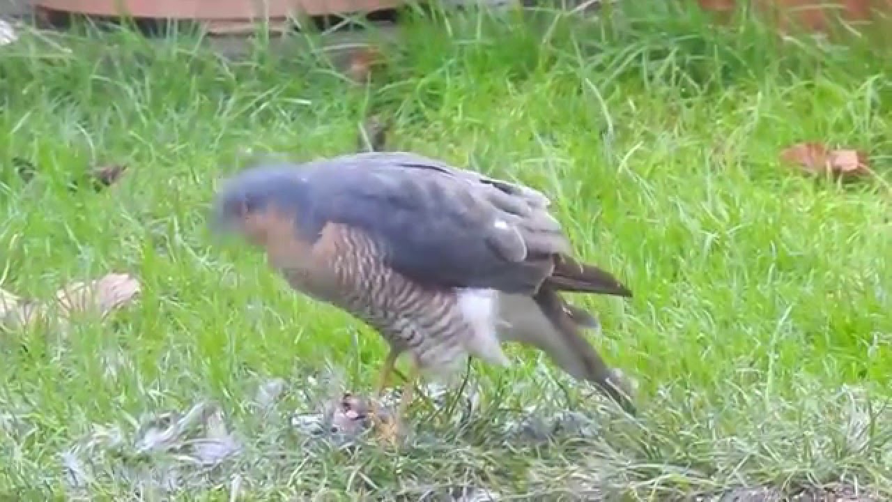 Sparrow Hawk eating bird - YouTube
