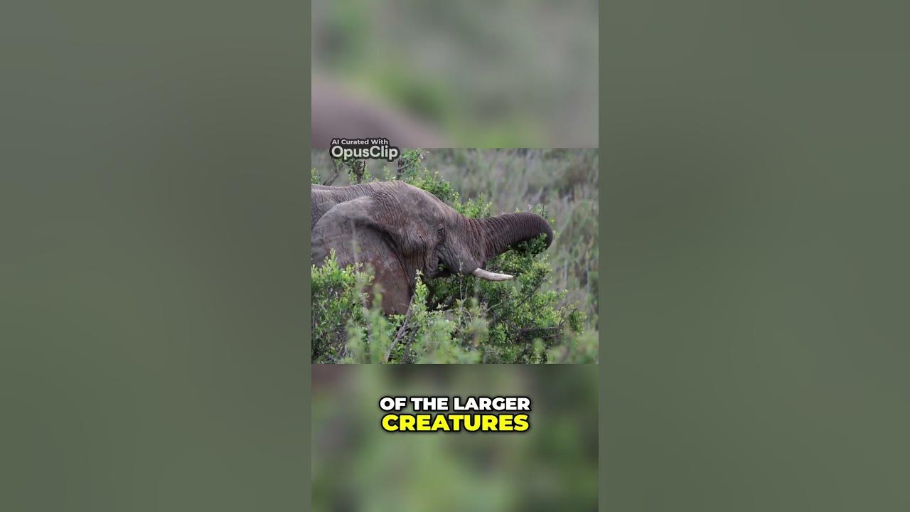 The Tardigrade The Toughest Animal on Earth - YouTube