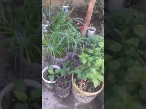 yeni aldığım bezekli gulum