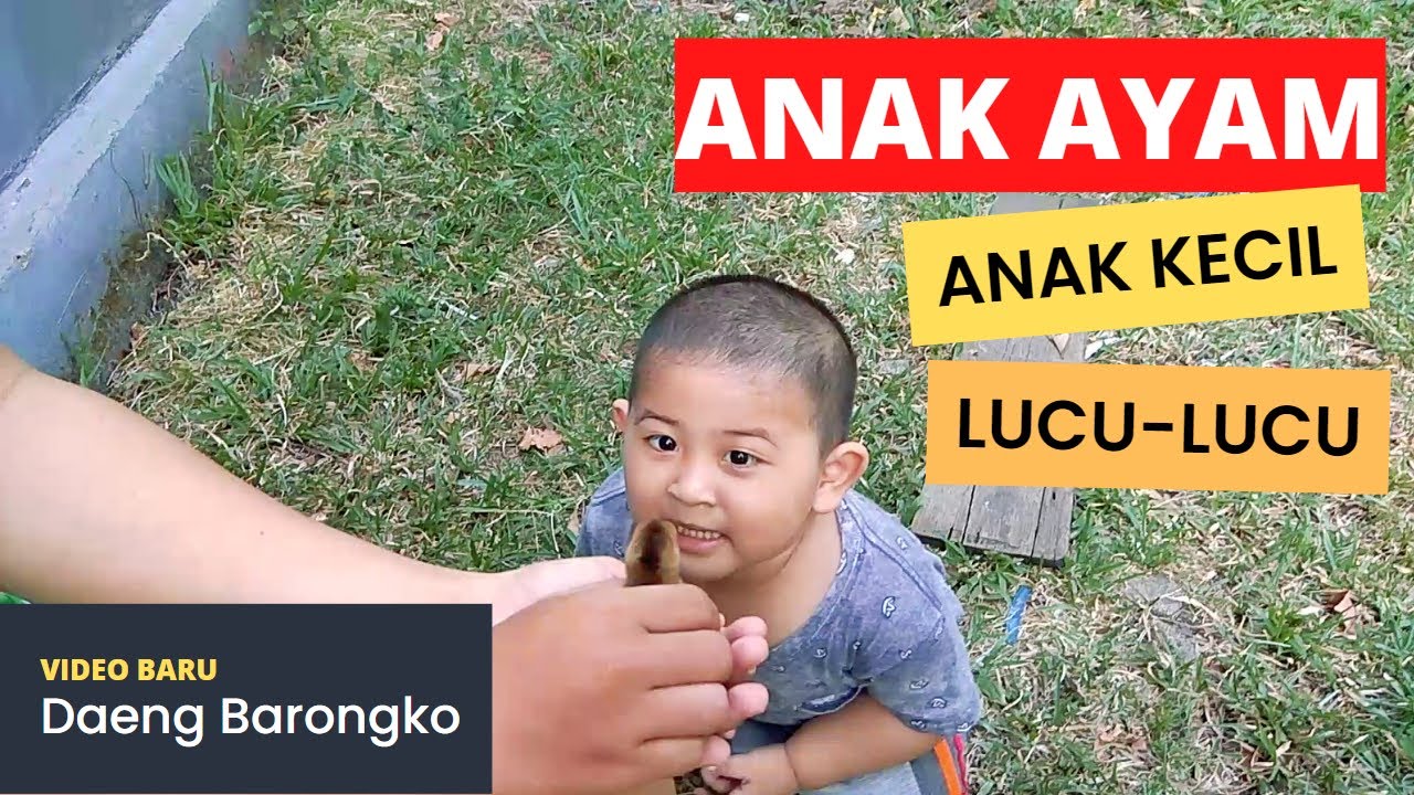 Bermain dengan Anak ayam || baby play with chicks - YouTube