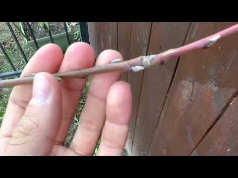 Peach tree is loaded with flower buds for spring!