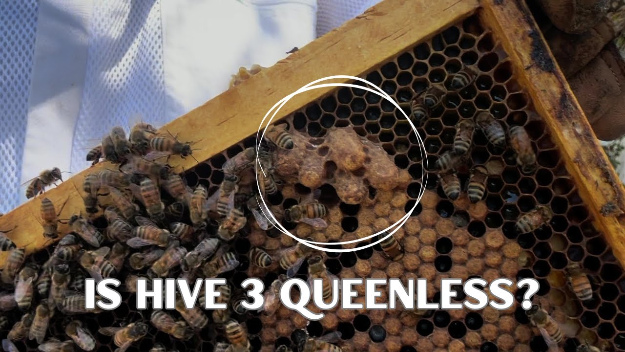 April 26 Hive Inspections | Is Hive 3 Queenless? | Backyard Beekeeping ...