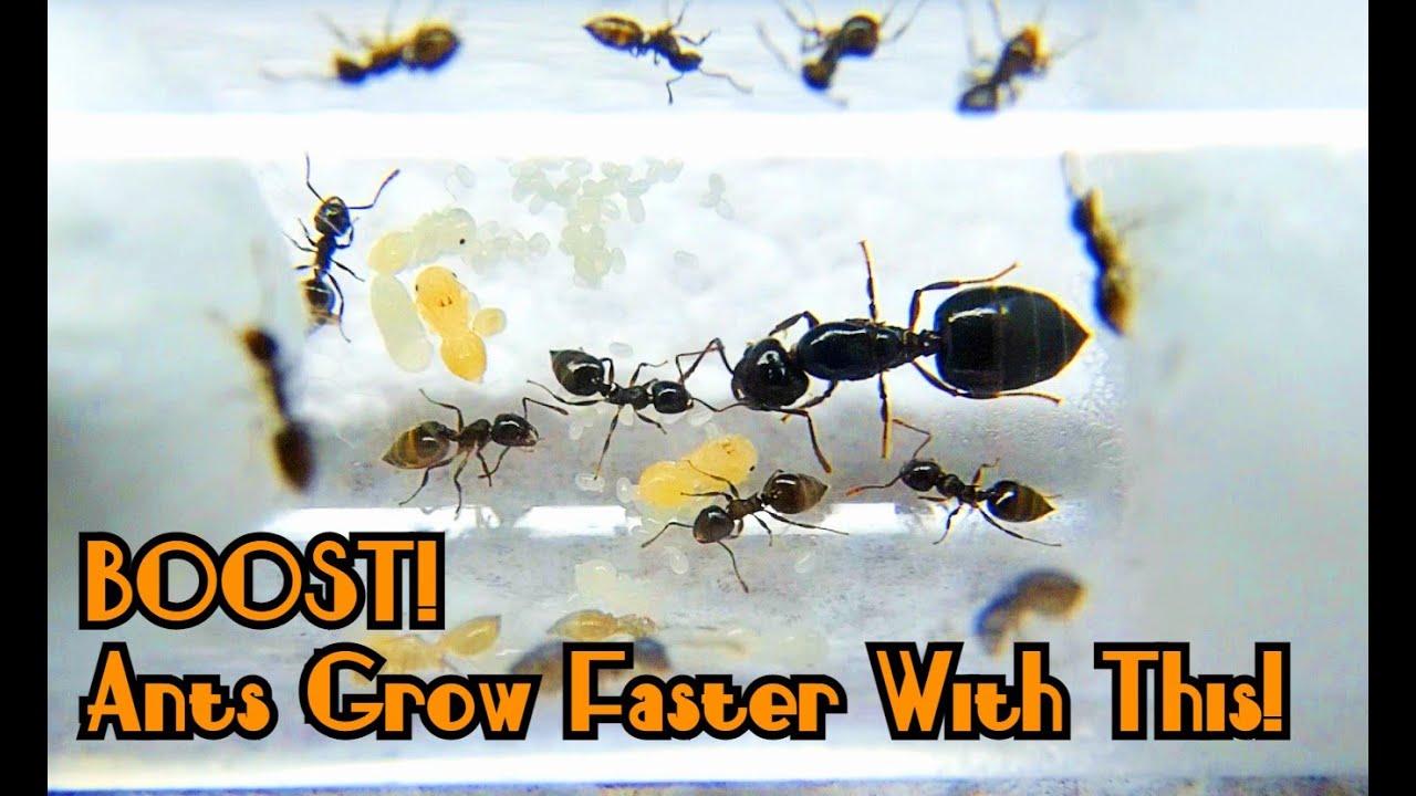 Speed Up Ant Colonies Growth With Heat! - YouTube