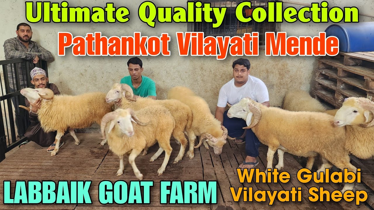 Ultimate Quality Vilayati Sheep At LABBAIK GOAT FARM | Pathankot ...