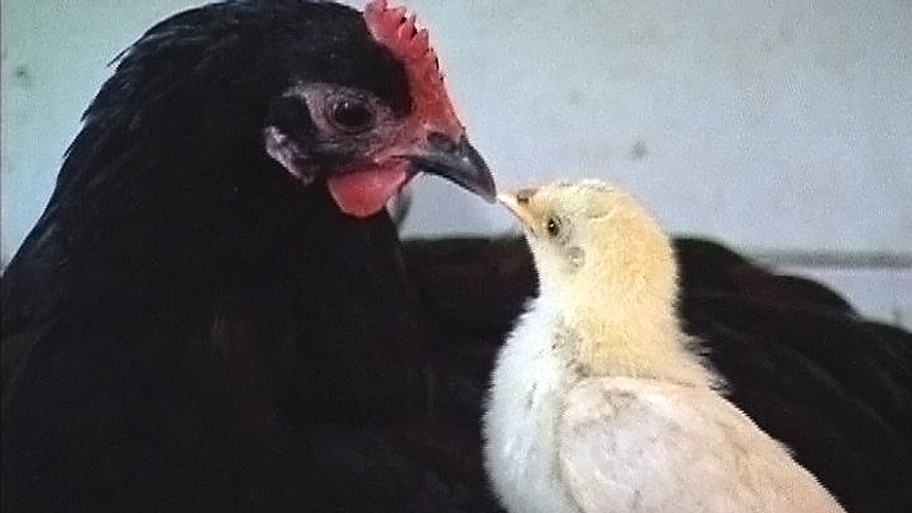 Mama Hen & Baby Chick - touching scene from Peaceable Kingdom animal ...