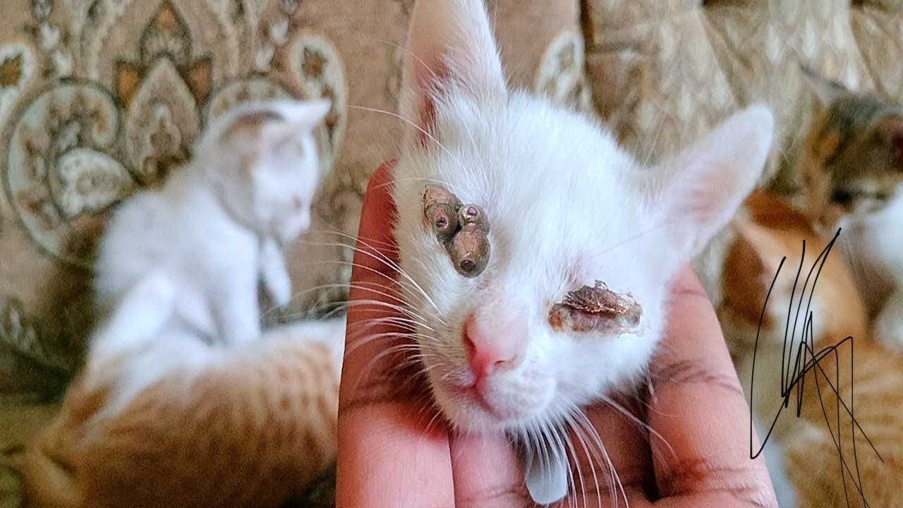 Botfly larvae maggot removed from cat nose| kitten rescued 2022 - YouTube