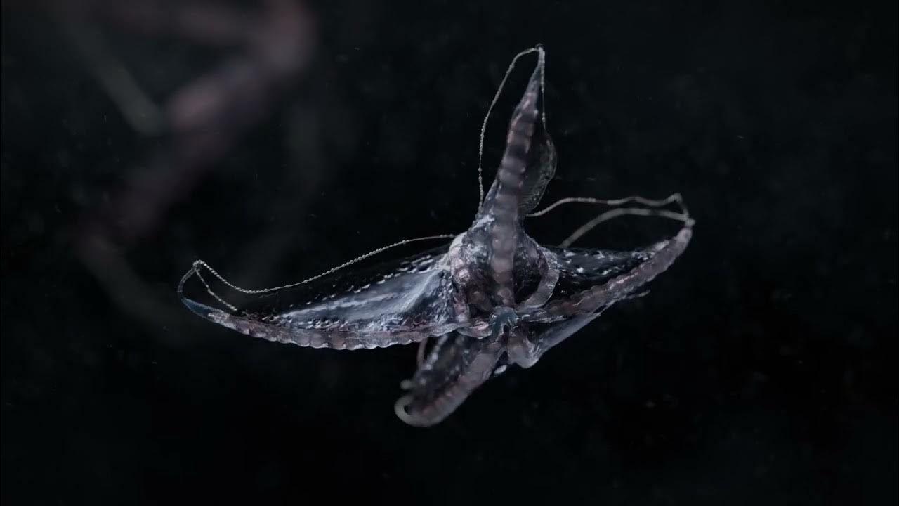 Specimen "G" - CGI 3D animation - produced with Houdini + Redshift ...