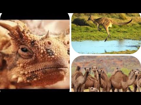 Gökyüzü safarisi ( Belgesel ) #Avustralya 🇦🇺