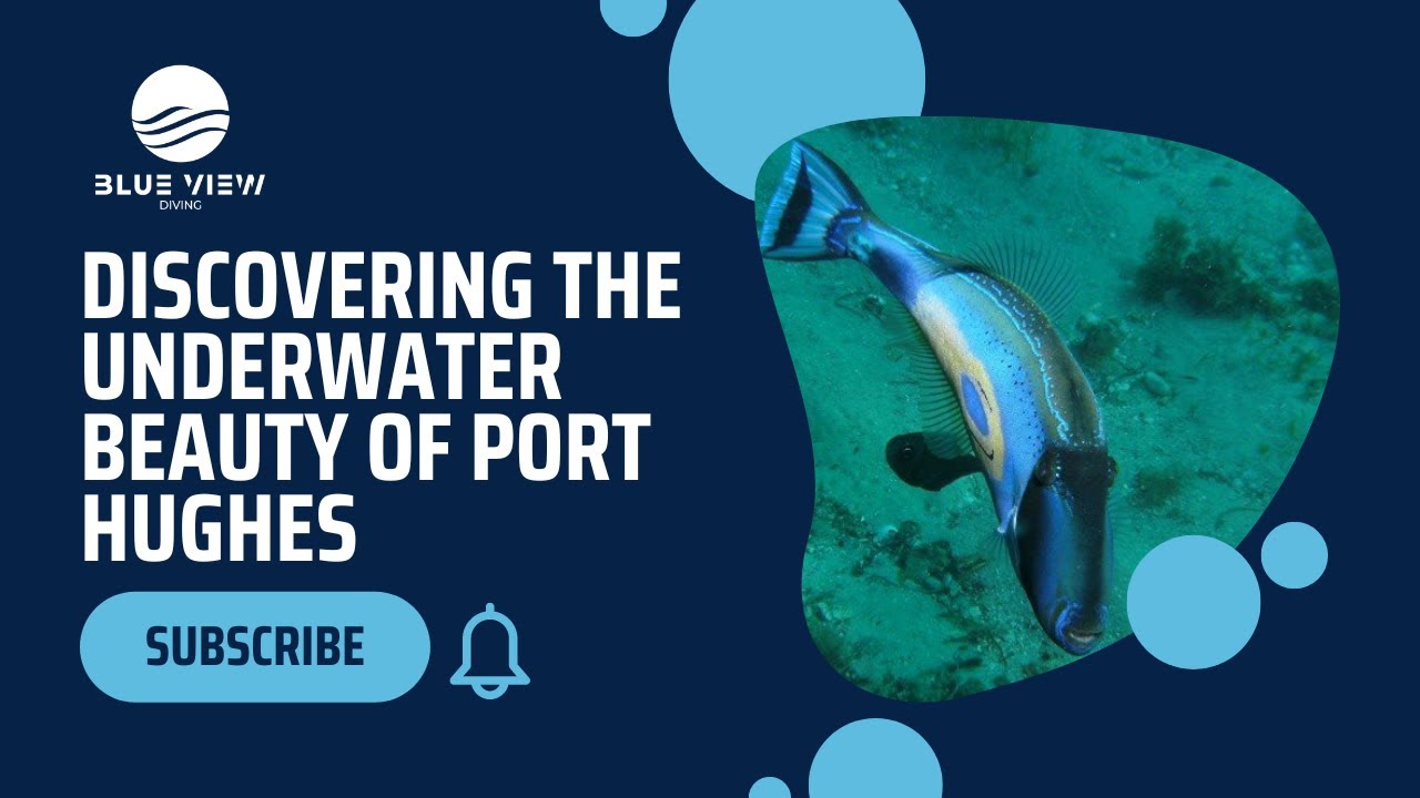 Discovering the Underwater Beauty of Port Hughes, South Australia - YouTube