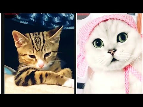 Miyavca Konuşan Komik Altyazılı Kedi Videoları #KedişVideolar #58