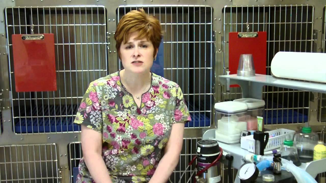 Brown Veterinary Hospital - Dr. Beth Brown - YouTube