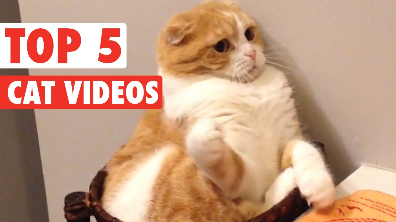 Top 5 Cat Videos || Feb 19 2016 - YouTube