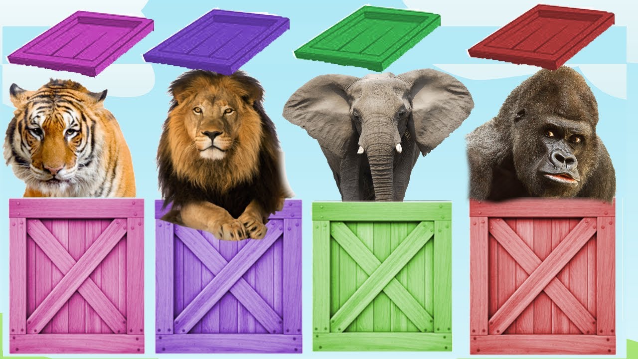 Cute Animation of Animal Surprises in Wooden boxes/Learn Colors And ...