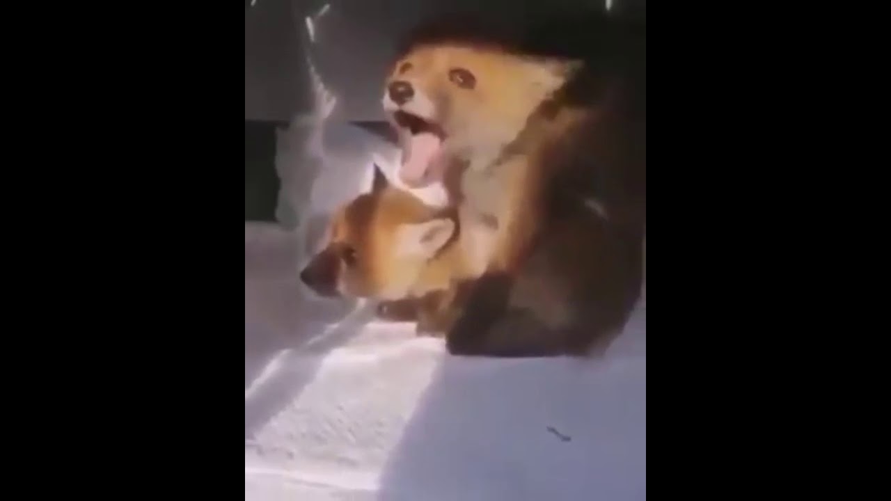 weird fox makes weird noises compilation - YouTube