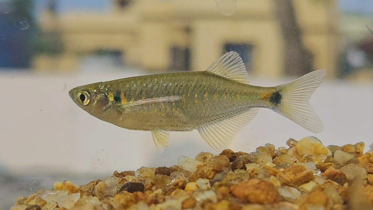 Wild laubuca laubuca(Indian glass barb) with denison barbs and ...