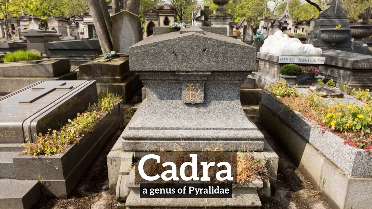 How Does Cadra Look? | How to Say Cadra in English? | What is Cadra ...