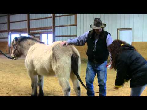 Braiding a Horses tail simply ! stall13.com videos