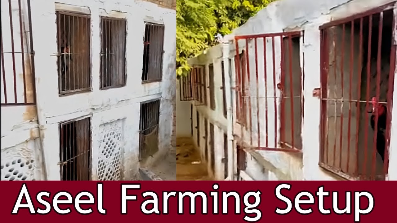 Aseel Farming Setup || Aseel Farming Business in Pakistan || Aseel ...