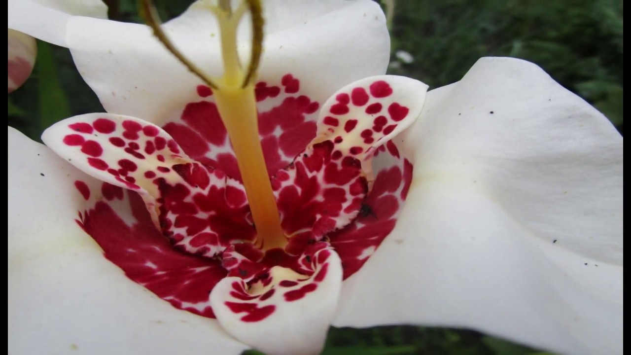 Tigridia pavonia (Mexican shell flower) - YouTube