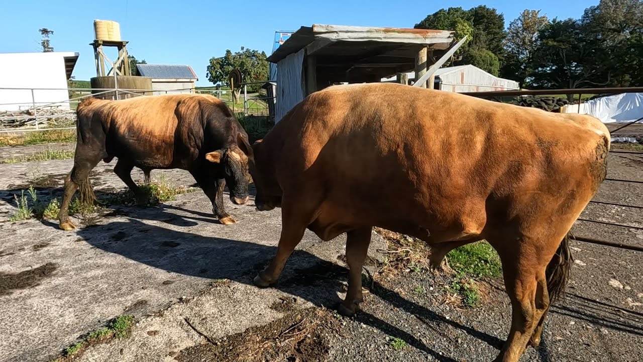 Bulls Are Off To The Works, Just Hope They Don't Destroy The Yards ...