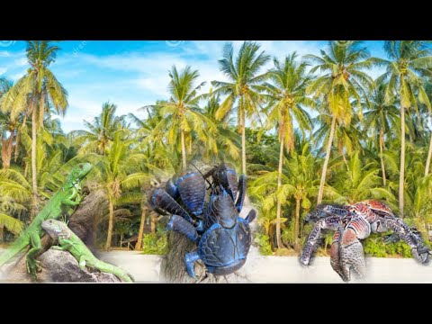 Looking for Coconut Crabs and Iguanas in Florida’s Oceanside habitat ...