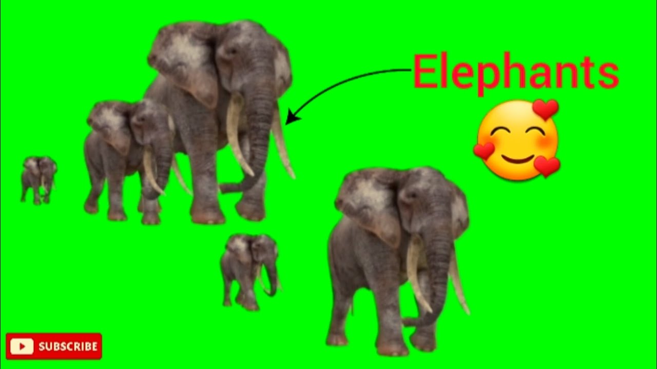 Green Screen elephant running video | chroma key #greenscreen #animal # ...