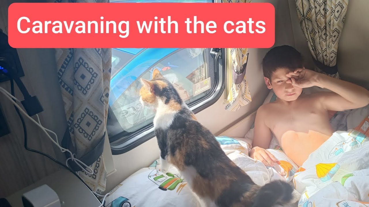 Taking the cats on holiday in our caravan #caravanwithcats - YouTube