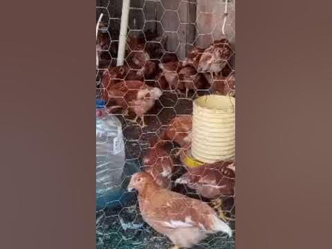 emprendimiento de gallinas ponedoras galpón de gallina ponedora Cómo cuidar a tus gallinas - YouTube