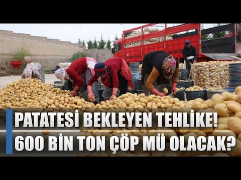 Patatesi Bekleyen Tehlike! 600 Bin Ton Patates Çöpe mi Gidecek? / AGRO TV HABER