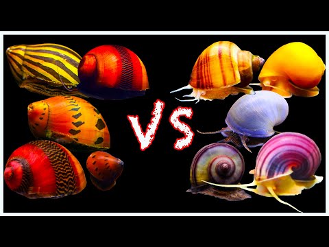 Mystery Snail vs Nerite Snail Showdown: Which One is Better?