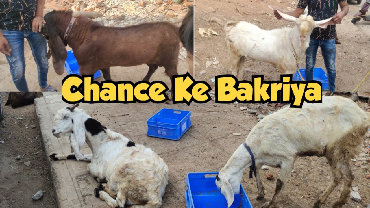 Sabse saste bakriya in Hyderabad tolichowki | desi bakriya aur ...