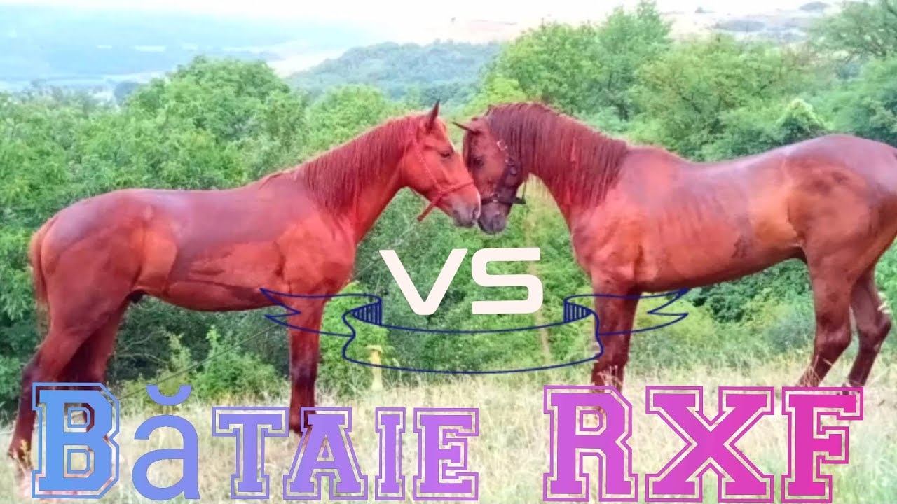 2 Cai frumosi si răi! Cai de tracțiune 2023 Nou! - YouTube