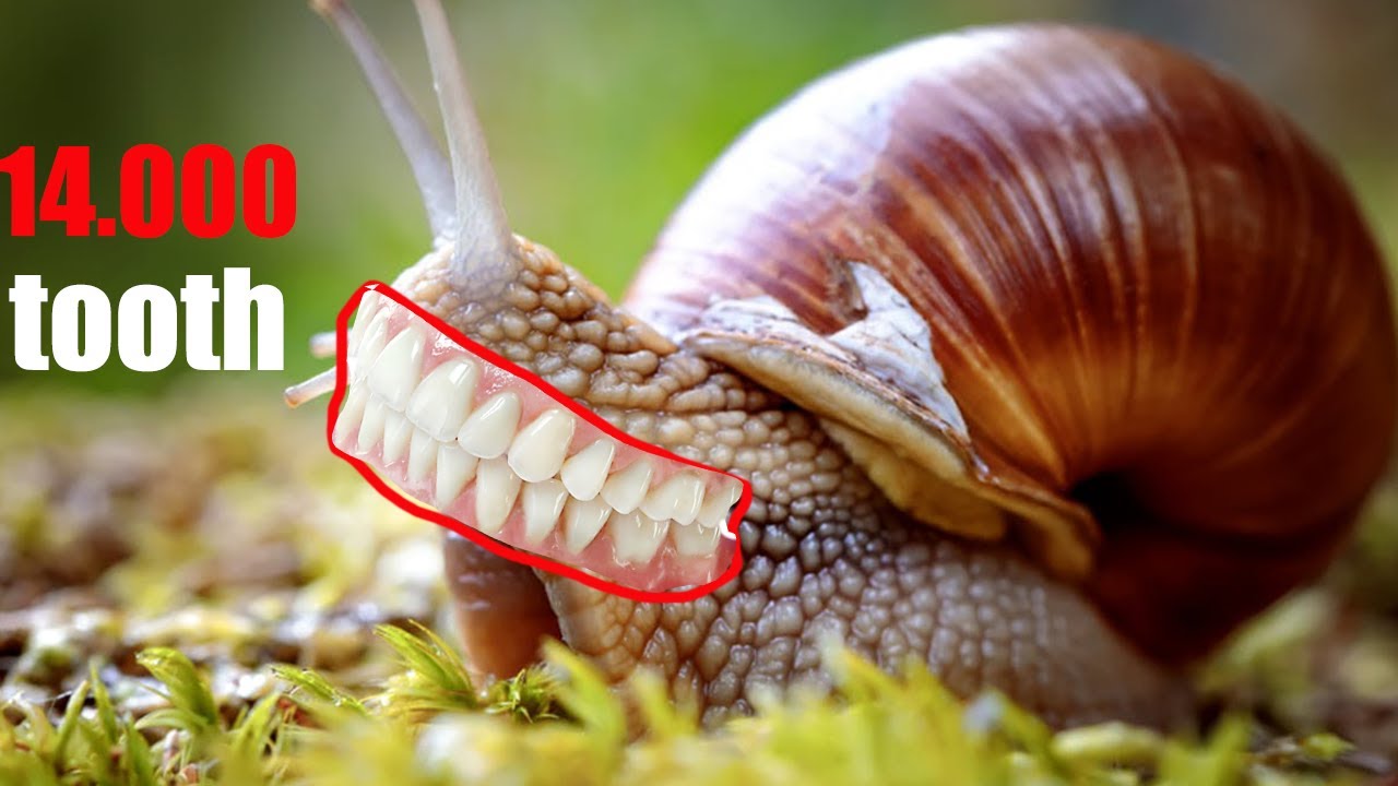 7 Fun Facts About Animal Teeth We Bet You Didn’t Know - YouTube