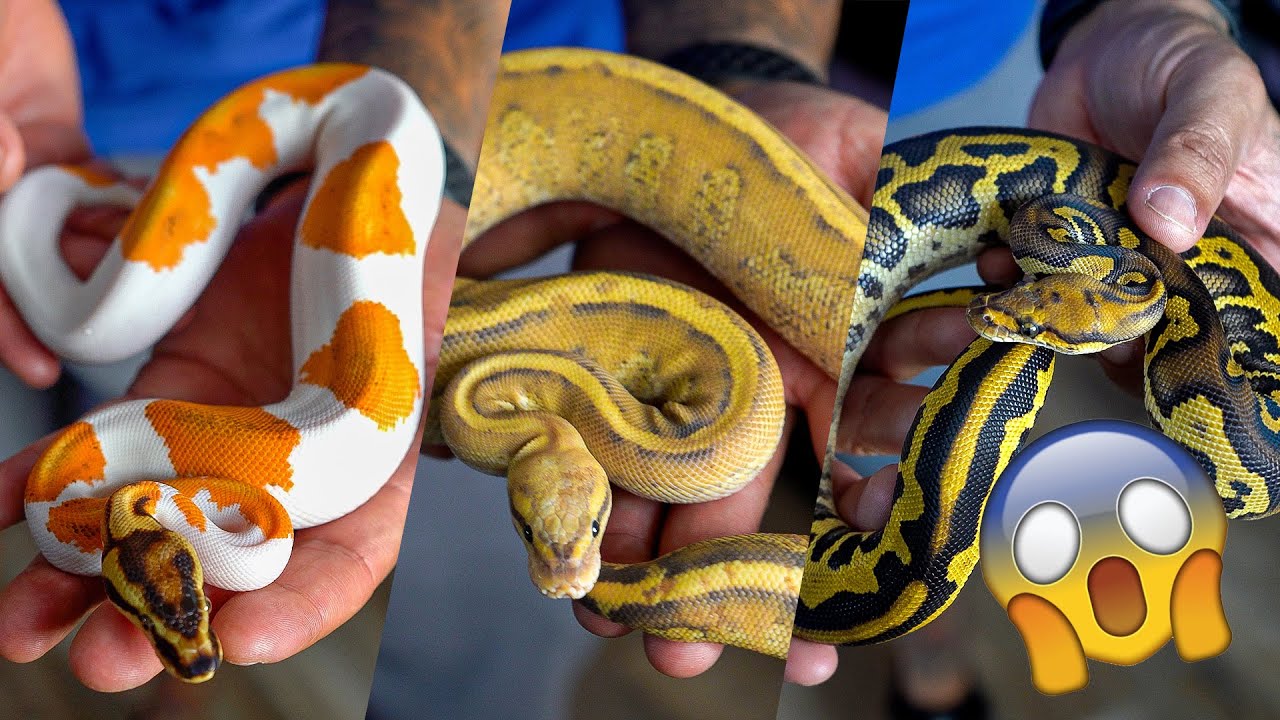 A Look into My MOST Powerful Snakes... - YouTube