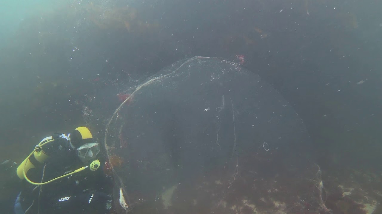 Squid Egg Mass spotted on a shore dive in Scotland - YouTube