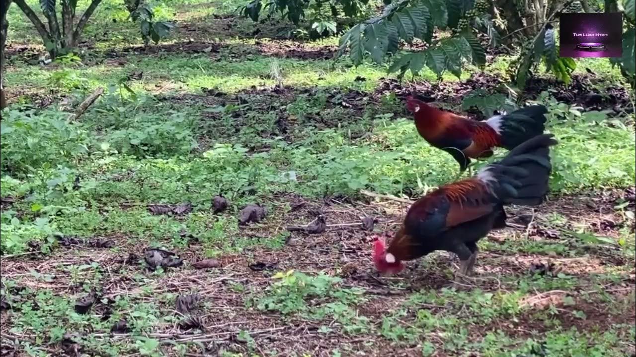 Dib Qaib Qus 2024 - Cuab Qaib Qus • Daim 02 - YouTube