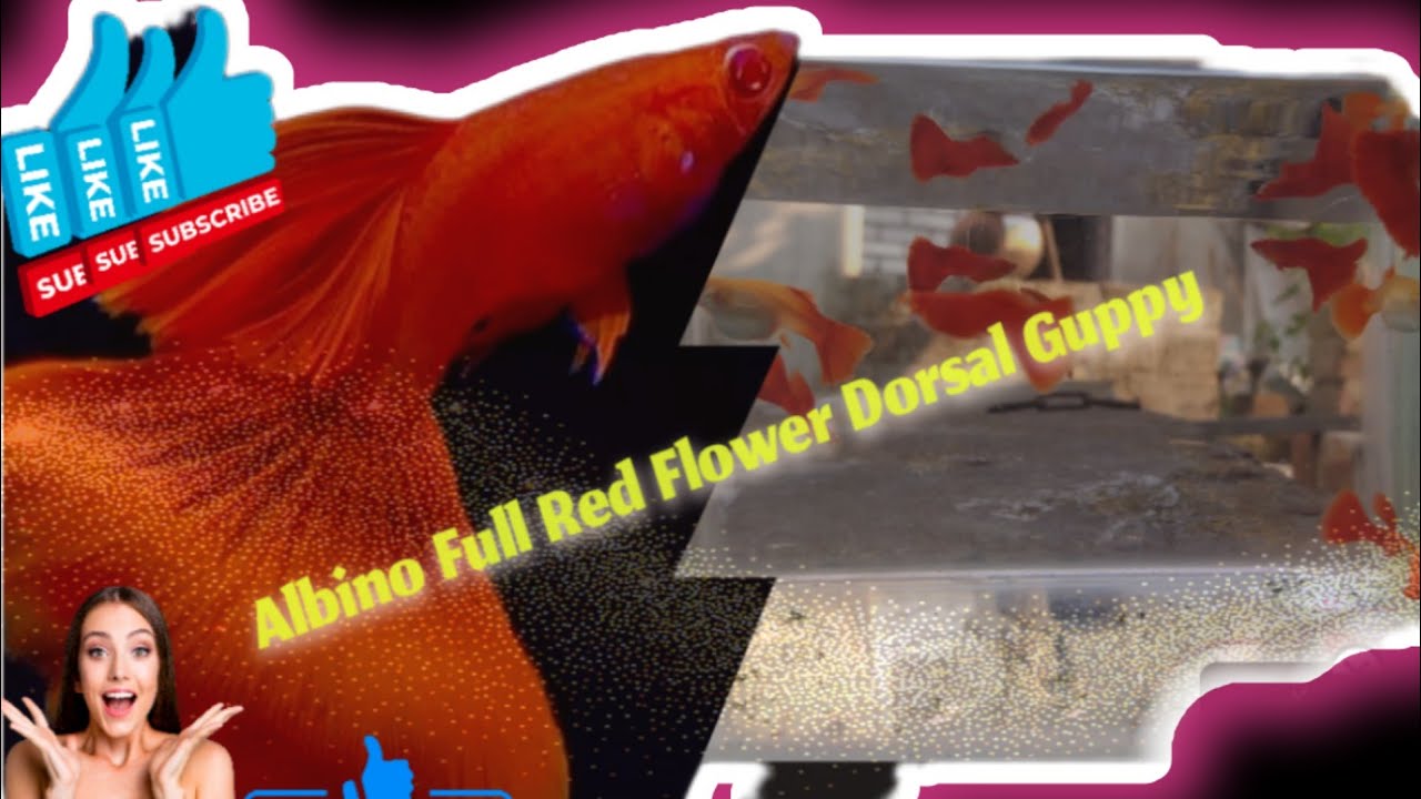 Albino Full Red Flower Dorsal Guppy || AFR Guppy || 😘 - YouTube