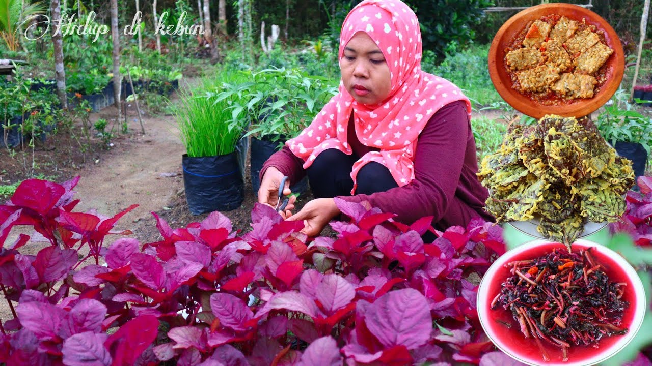 Membuat peyek bayam red super renyah & enak,tumis bayam merah bumbu ...