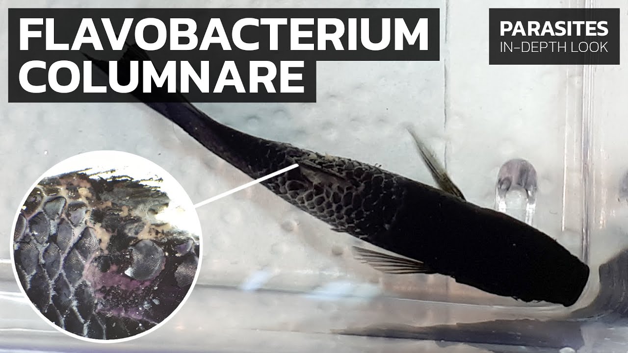How To Recognize & Treat Flavobacterium columnare - YouTube