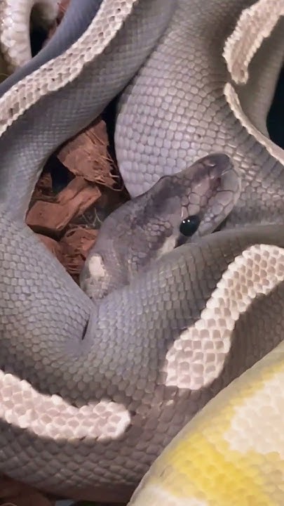 Ball Python Babies Incoming! - YouTube