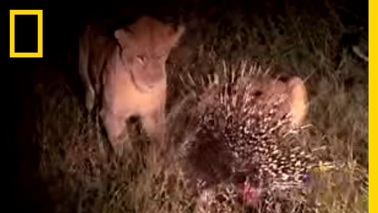 Porcupine Attack Lion