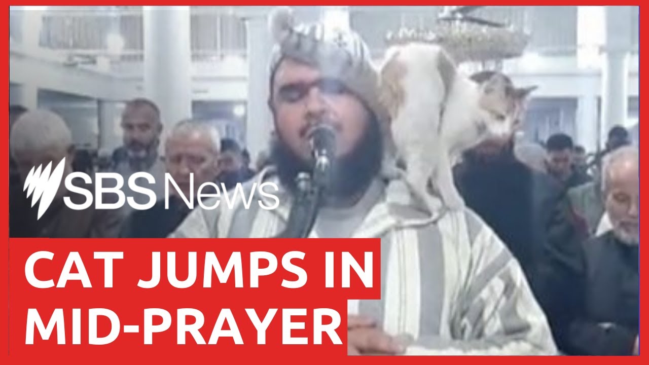 Cat climbs onto Sheikh leading Ramadan prayers in Algeria | SBS News ...