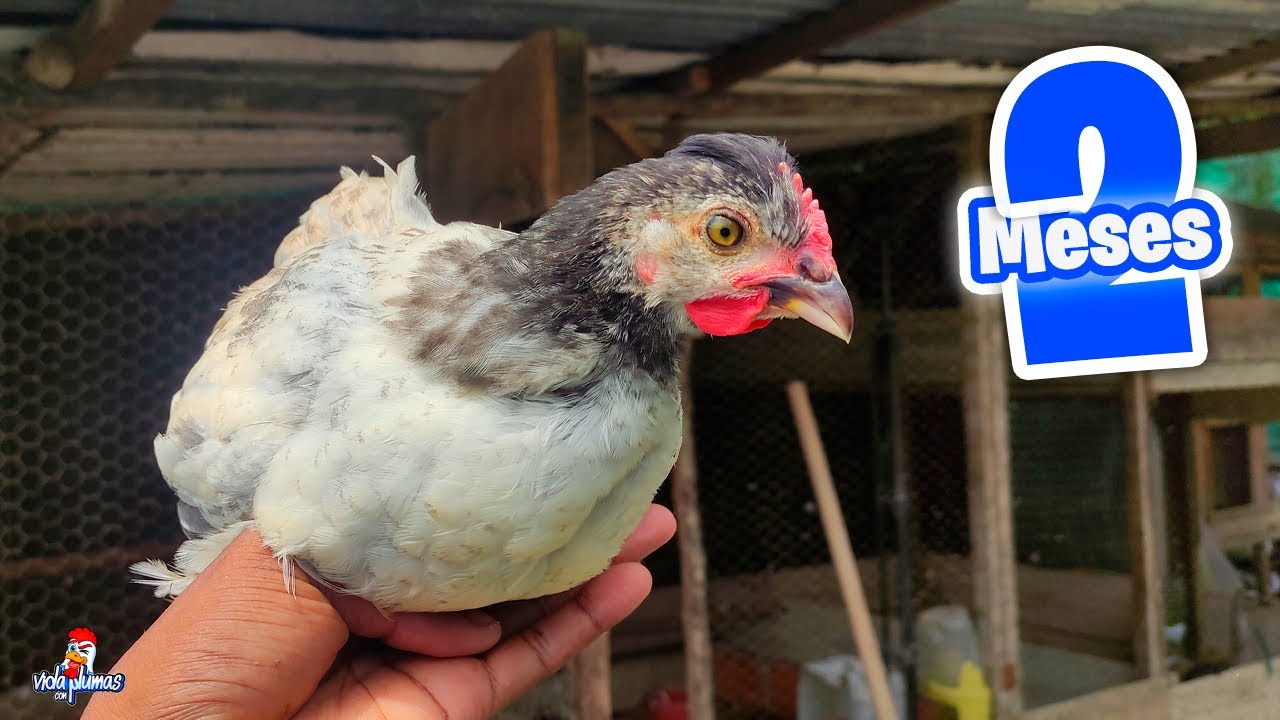 Soltando a los Pollitos por primera vez 🐥 La Gallina de Guinea empezó a ...