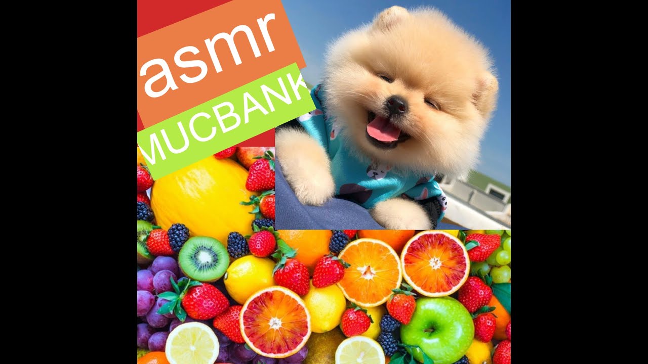 ASMR Animal Mukbang FOOD EAT - YouTube