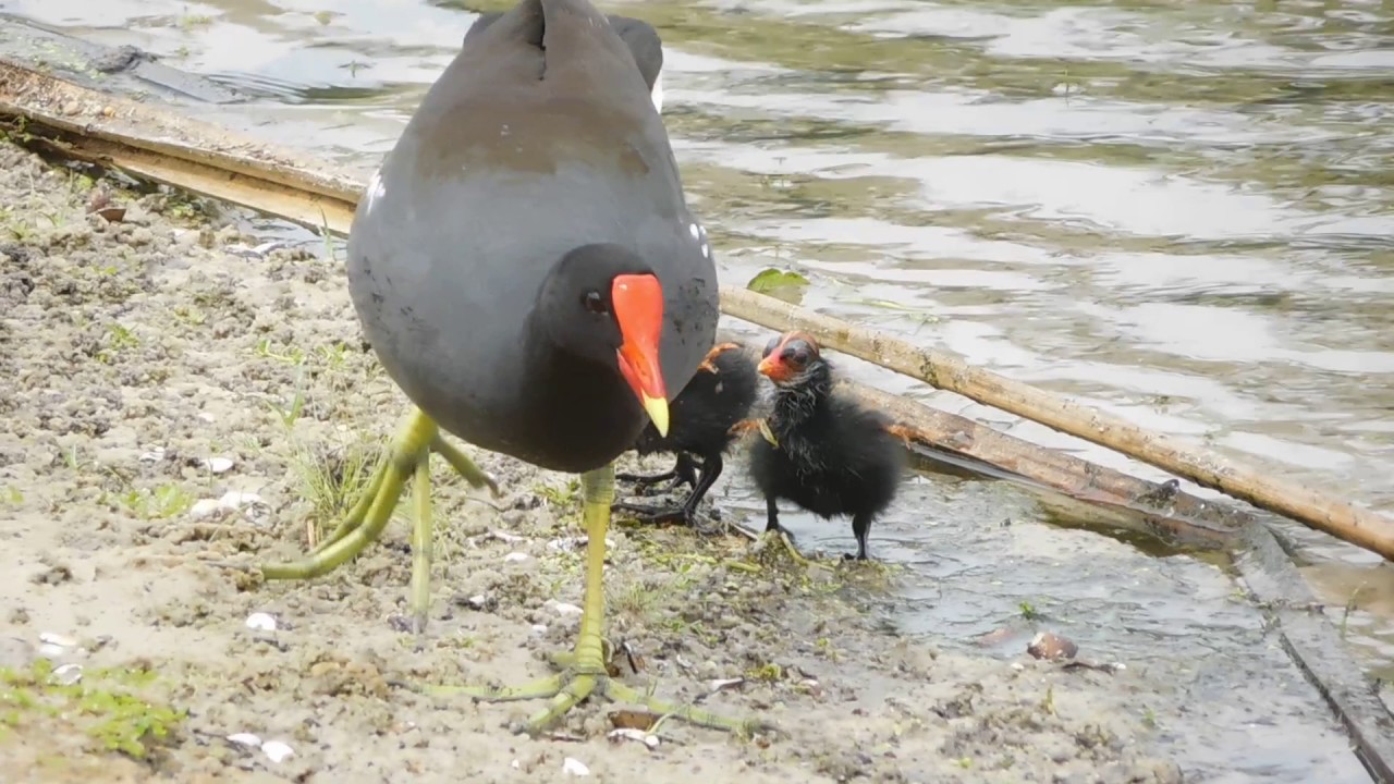 Baby moorhen chicks - YouTube