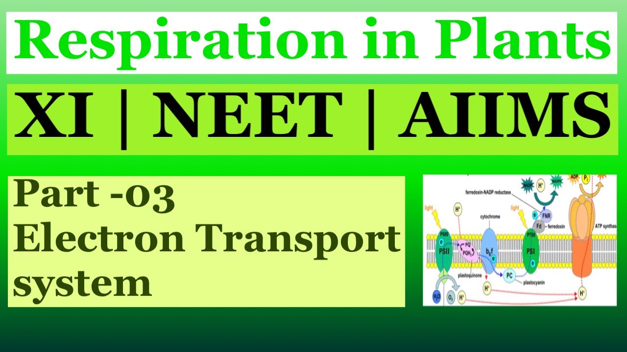 Respiration in Plants | Electron transport system | #ets | XI | #neet ...