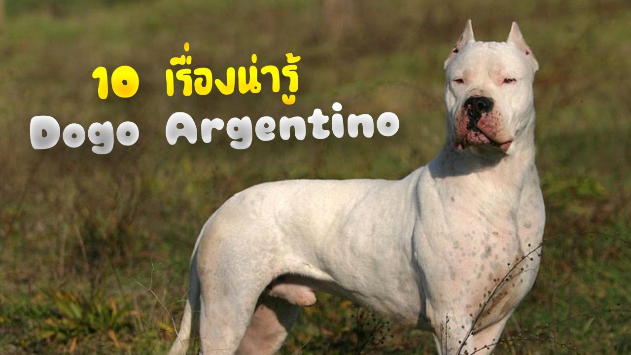 10 เรื่องน่ารู้เกี่ยวกับโดโก อาร์เจนติโน่ (Dogo Argentino) - YouTube