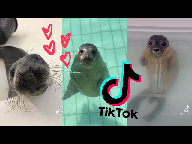 Two Chonky Seals Anoyed And One Seal Laughing Memetemplatesofficial