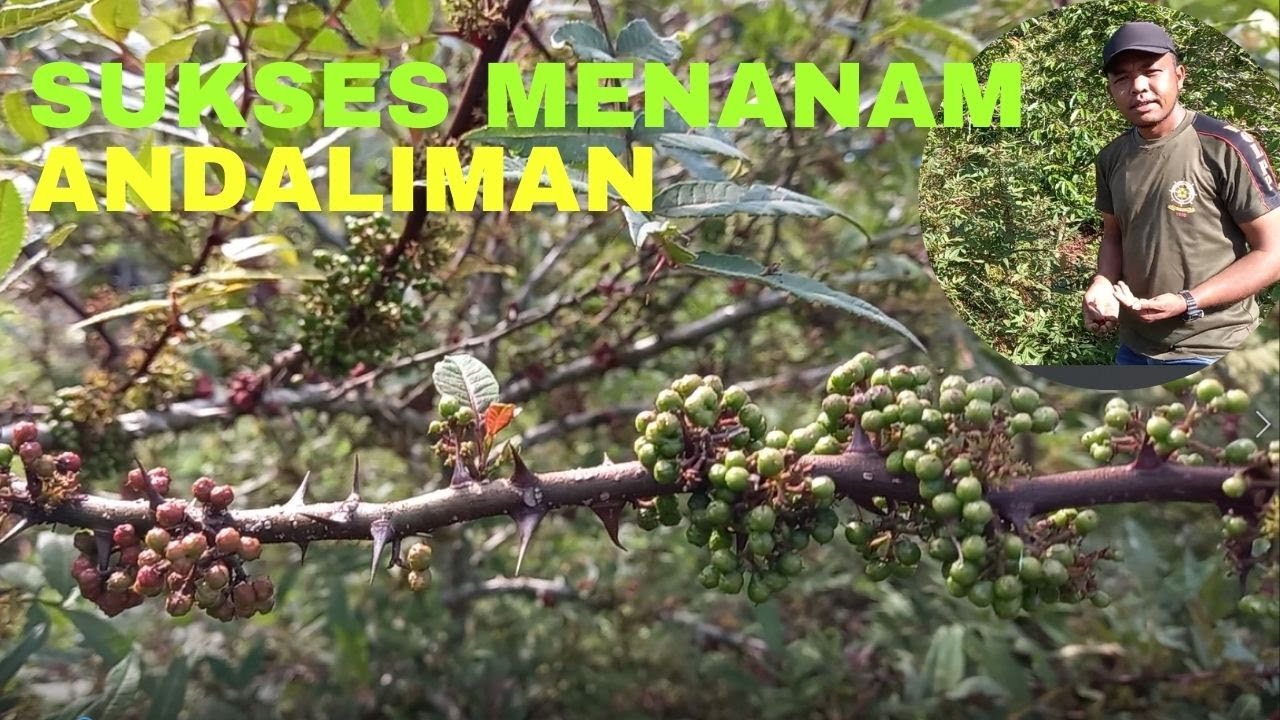 Sukses Menanam Andaliman || Plant Andaliman - YouTube